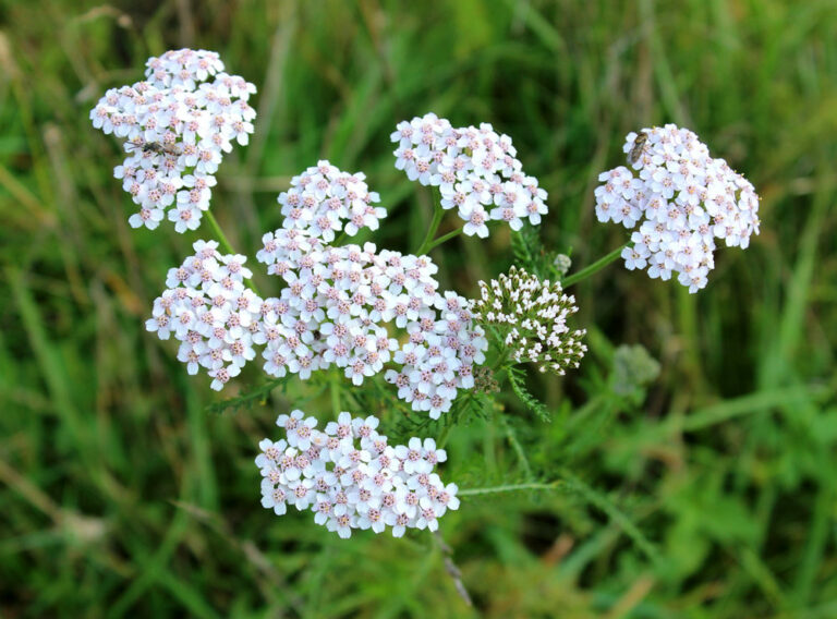 12 Florida Plants That Thrive in Sandy Soil - Garden Lovers Club