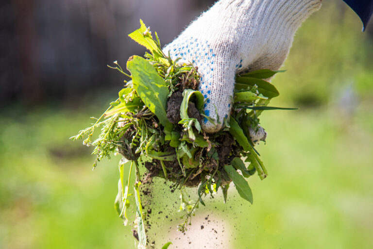 10 Essential Tasks for Preparing Your Garden for Fall - Garden Lovers Club