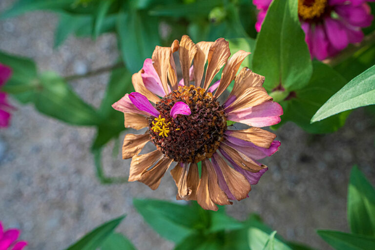 How to Harvest Zinnia Seeds (Easy Guide) - Garden Lovers Club