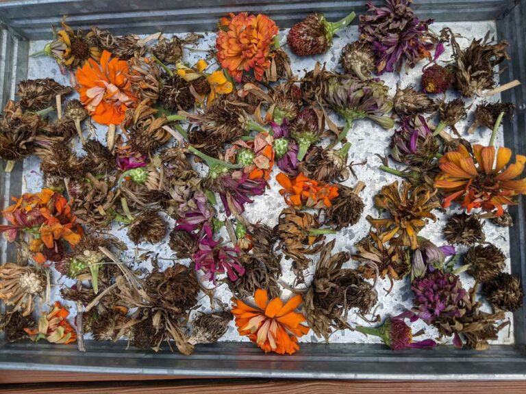 How to Harvest Zinnia Seeds (Easy Guide) - Garden Lovers Club