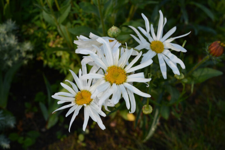 15 Perennials You Can Plant This September - Garden Lovers Club