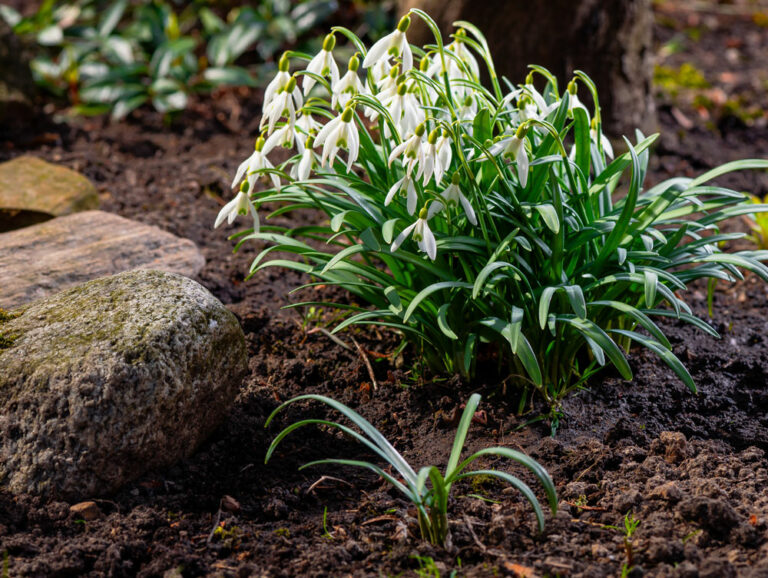 23 Plants that Thrive in the Winter Cold Weather - Garden Lovers Club