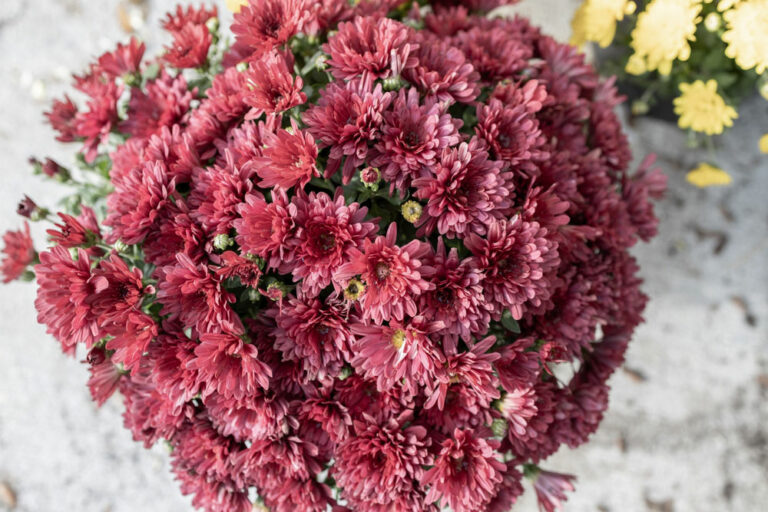 Tips on How to Deadhead Mums for Stunning Fall Blooms - Garden Lovers Club