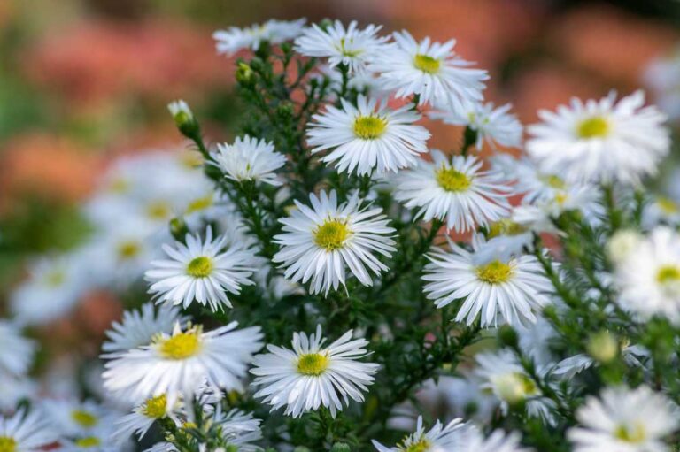 10 Fall Bloomers to Try Instead of Chrysanthemums - Garden Lovers Club