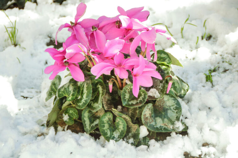 23 Plants that Thrive in the Winter Cold Weather - Garden Lovers Club