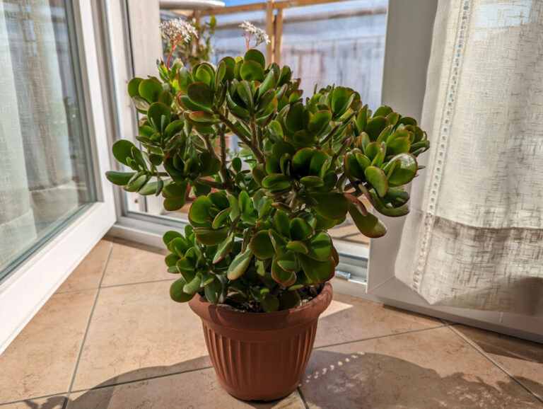 10 Essential Tips for Growing Healthy and Thriving Jade Plants - Garden ...