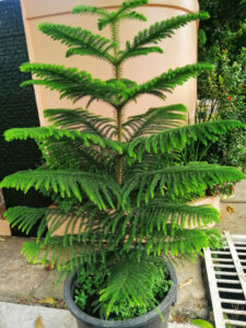 10 Tips on How to Grow Norfolk Island Pine: A Complete Care Guide ...