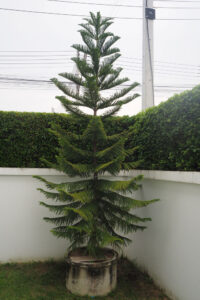 10 Tips on How to Grow Norfolk Island Pine: A Complete Care Guide ...