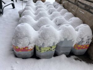 How to Winter Sow Seeds: Starting Your Garden in the Cold Season ...