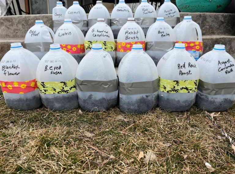 How to Winter Sow Seeds: Starting Your Garden in the Cold Season ...