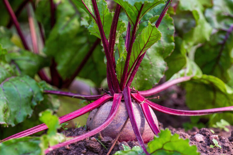 15 Seeds You Should Never Start Indoors - Garden Lovers Club