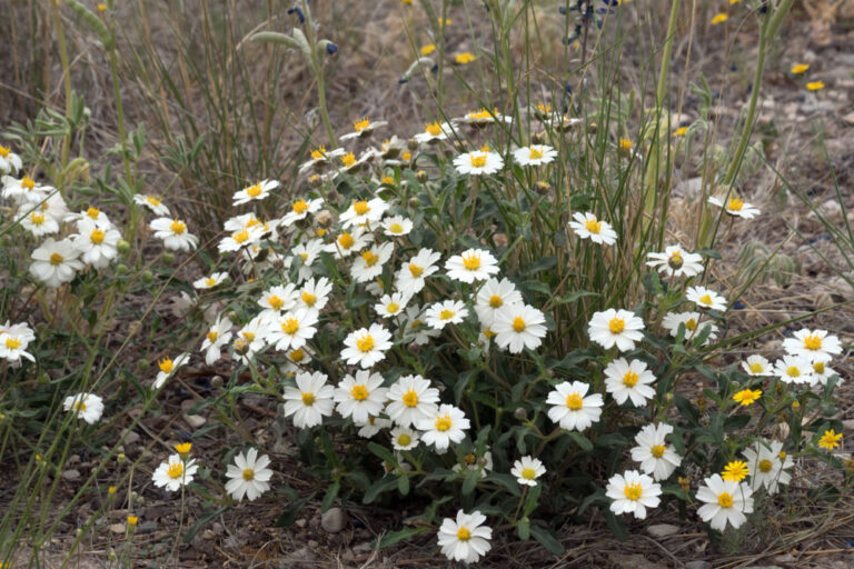 18 Texas Perennials that Thrive with Neglect - Garden Lovers Club