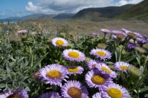 20 California Perennials That Thrive With Neglect - Garden Lovers Club