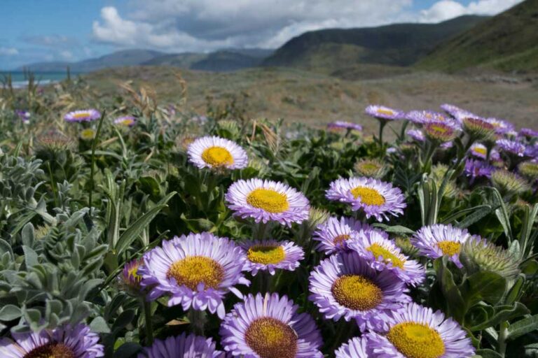20 California Perennials That Thrive With Neglect - Garden Lovers Club