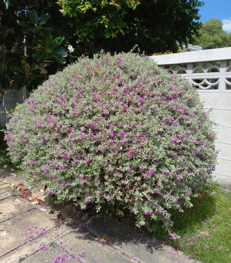 18 Texas Perennials that Thrive with Neglect - Garden Lovers Club