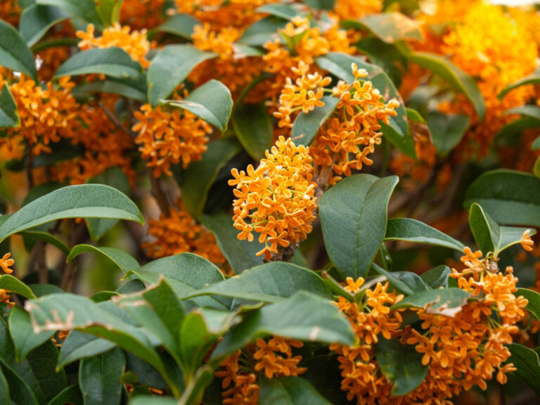 20 Florida Fragrant Plants to Perfume Your Garden - Garden Lovers Club