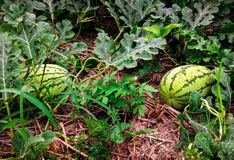 15 Seeds You Should Never Start Indoors - Garden Lovers Club