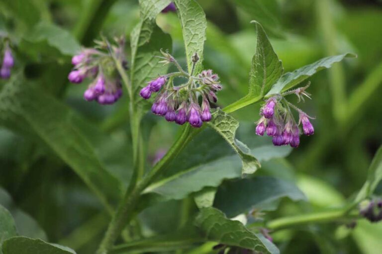 How to Make Homemade Comfrey Fertilizer - A Powerful, Natural ...