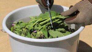 How to Make Homemade Comfrey Fertilizer - A Powerful, Natural ...