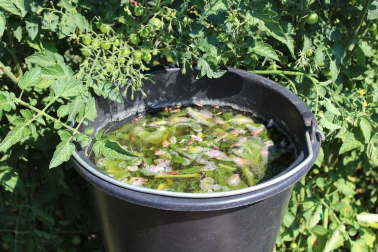 How to Make Homemade Comfrey Fertilizer - A Powerful, Natural ...