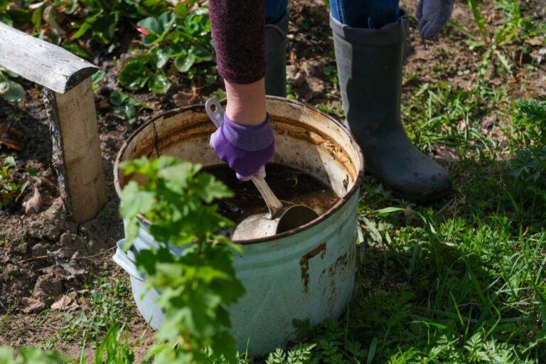 How to Make Homemade Comfrey Fertilizer - A Powerful, Natural ...