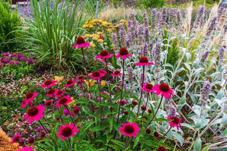11 Delightful New Jersey Perennials (Plus Growing Tips) - Garden Lovers ...