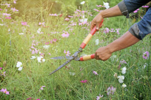 5 Flowers That You Should Deadhead - And 5 That You Should Leave Alone ...