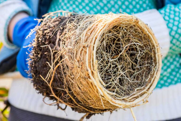 You're Repotting Too Often! 5 Plants That Love Being Root-Bound