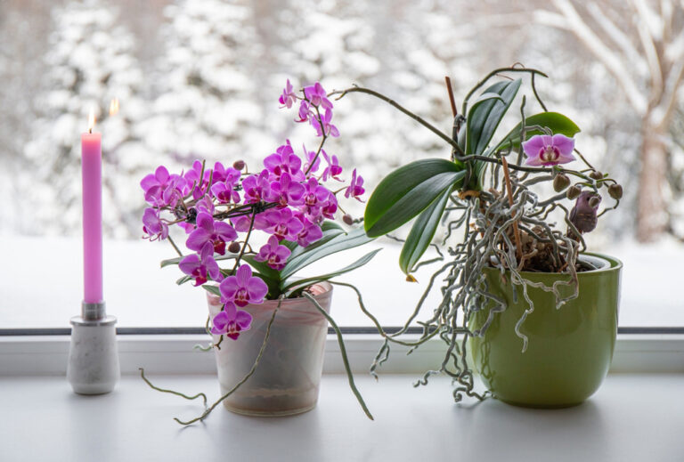 How to Care for Orchids in Winter (Without Stressing Them Out) - Garden ...