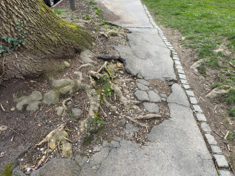 12 Plants & Trees With Aggressive Roots That Can Damage Your Home ...